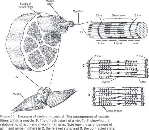Muscles And Movement