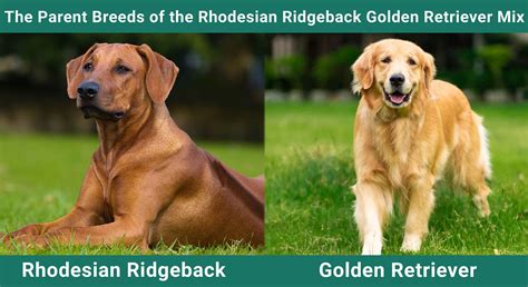 Rhodesian Ridgeback Golden Retriever Mix Info Pictures Temperament