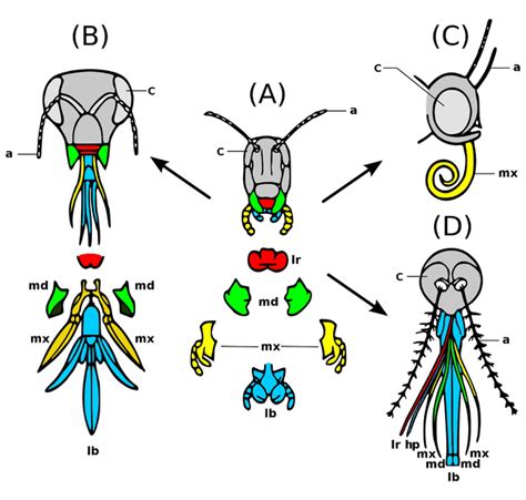 How To Identify Bugs In House Pediaa