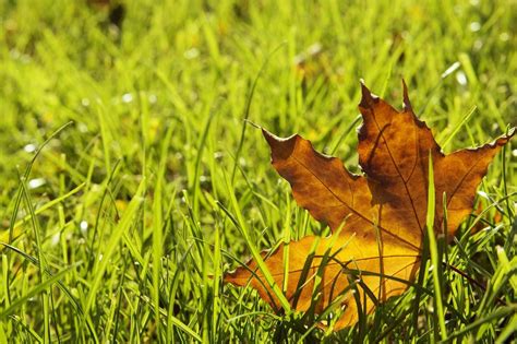 Lawn Care Services Repair And Maintenance Lawnkeeper