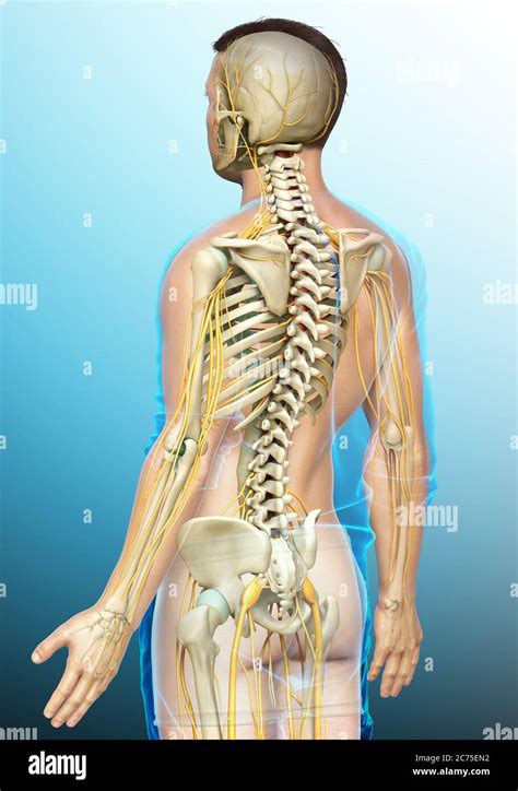 3d Rendered Medically Accurate Illustration Of The Nervous System And