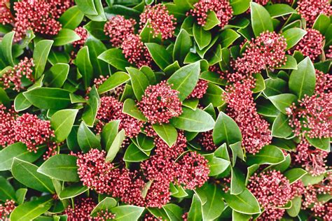 Skimmia Planting Care And Propagation Plantura