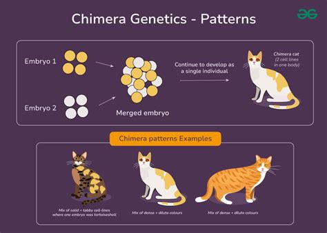 Chimera Genetics Geeksforgeeks