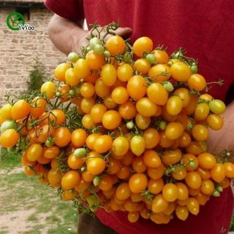 Price €150 Yellow Ildi Tomato Seeds