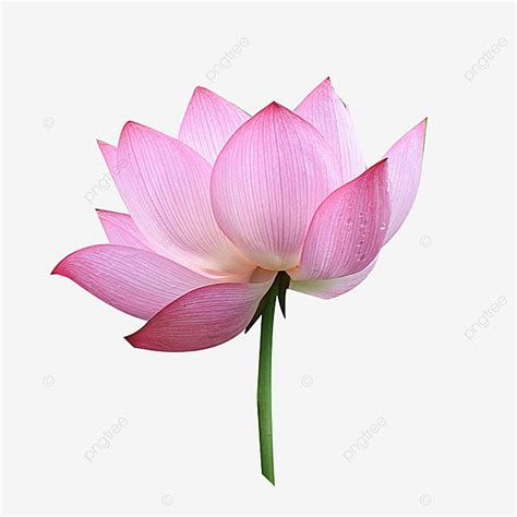 여름에 피는 연꽃 일러스트 나라 로터스 로터스 꽃 Png 일러스트 및 Psd 이미지 무료 다운로드 Pngtree