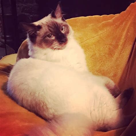 My Handsome Boy Jasper Scrolller My Handsome Boy Jasper Scrolller