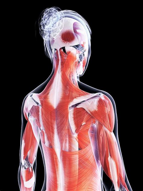 Female Muscular System Photograph By Sebastian Kaulitzki Fine Art America