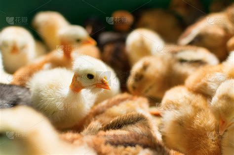 养鸡场里刚孵出的小鸡