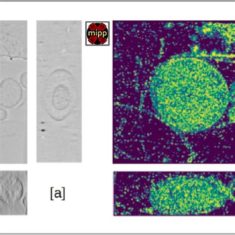 Example Of Xmipptomo Monotomo Estimation Of The Local Resolution Of A