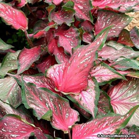 Caladium Bulb Planting Tips How To Grow Beautiful And Healthy Caladiums