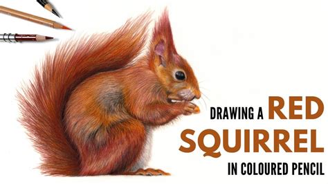 Red Squirrel Drawing