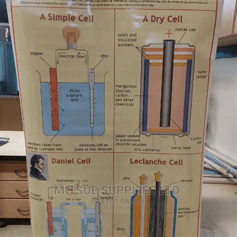 Different Types Of Primary Cell Chart 43 By 28 Inches Panda Soko