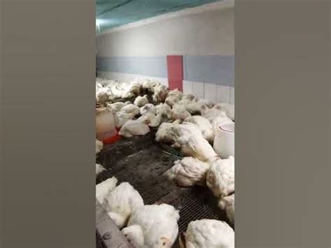 Бройлер курица 🐔 - YouTube