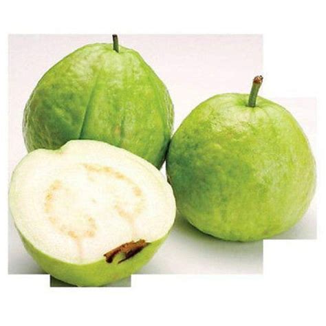 15 Seeds Guava White Tropical Fruit Psidium Guajava Tree Edible Guayaba