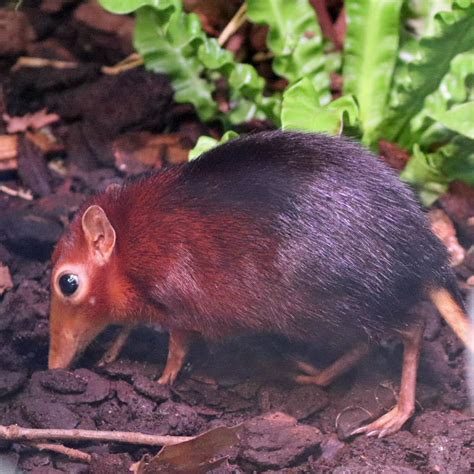 Black And Rufous Sengi