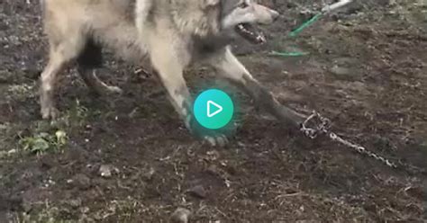 Saving A Trapped Wolf Album On Imgur