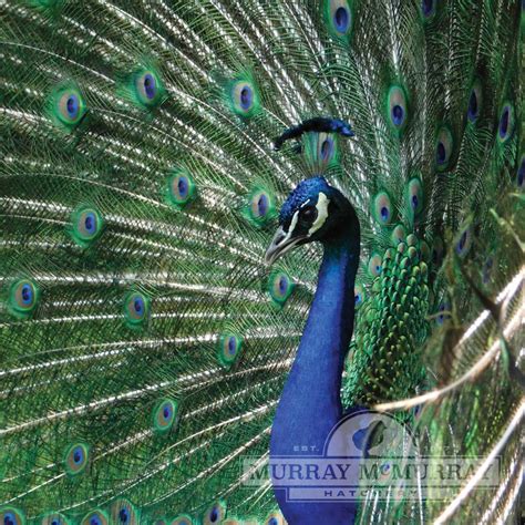 Murray Mcmurray Hatchery India Blue Peafowl