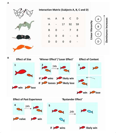 The Sociobiology Of Hierarchies Determinants And Consequences A