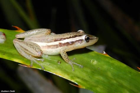Las Pequeñas Ranitas Que Ponen Entre 150 Y 400 Huevos El Eco Digital