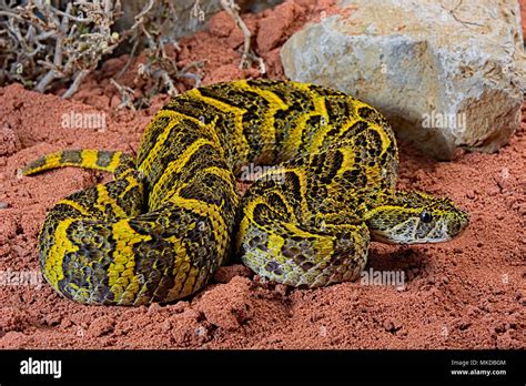 Puff Adder