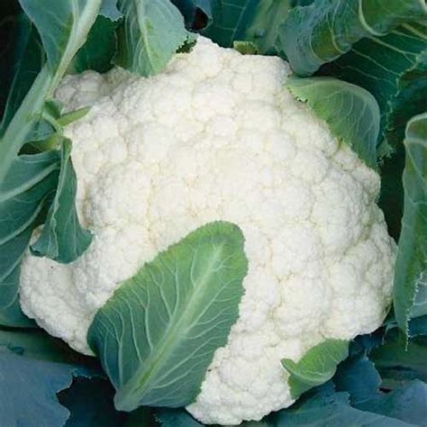 Buy Cauliflower Katki Phool Gobhi Seeds Medium Early Maturing
