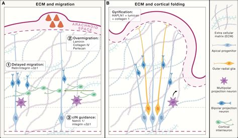 Shaping The Cerebral Cortex By Cellular Crosstalk Cell