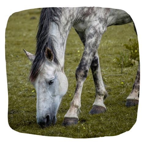 Risk Of Laminitis What The Fructan Supplement Solutions