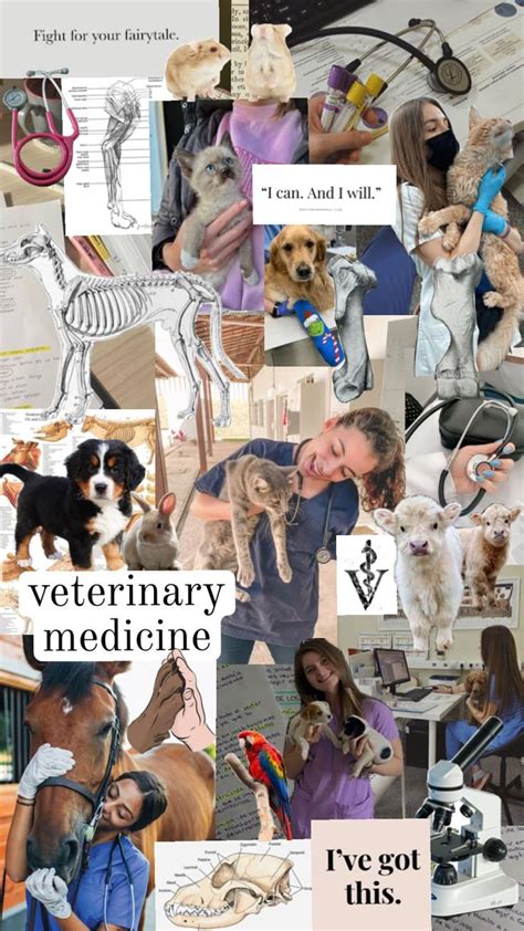 Veterinary Wallpapers 4k Hd Backgrounds On Wallpaperbat