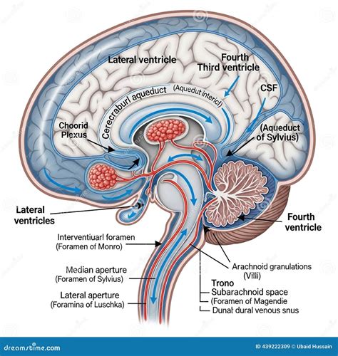 Flow Of Cerebrospinal Fluid Csf