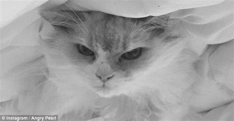 Rescue Kitty Becomes An Instagram Star For Her Scowling Expression