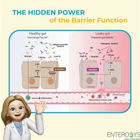 The Intestinal Barrier A Key Player In Systemic Health