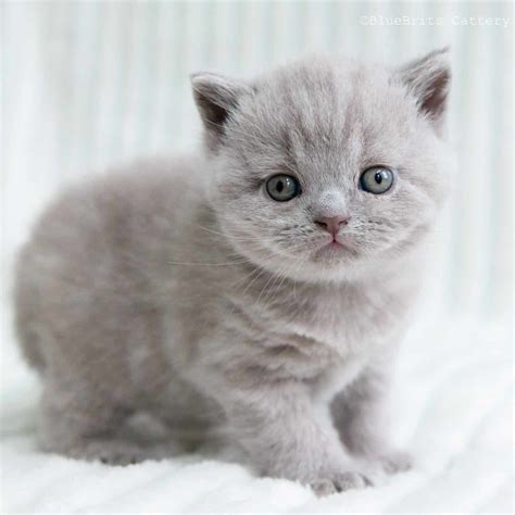 Blue Brits Cattery | British Shorthair Kittens For Sale