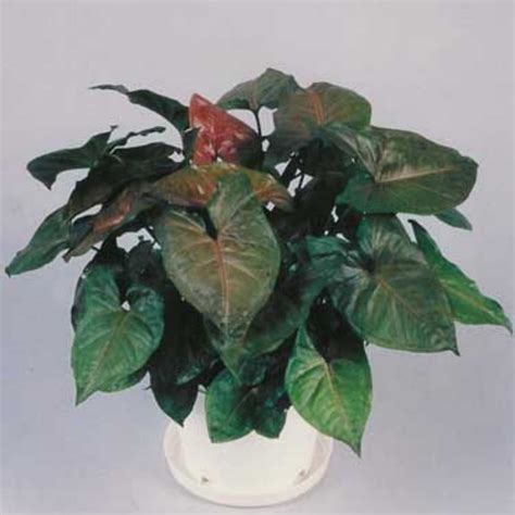 Maria Allusion Stem Rochester