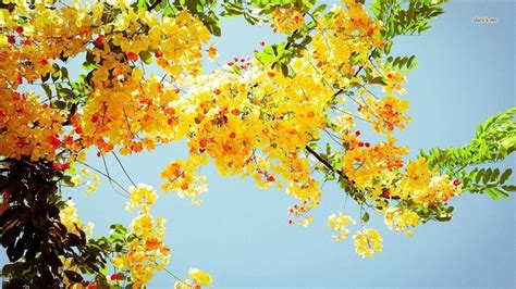 20 Selected Aesthetic Wallpaper Desktop Yellow You Can Download It Free