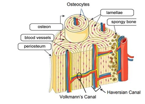 Osseous Tissue Definition And Examples Biology Online Dictionary