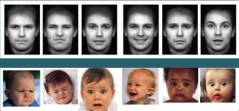 The Social And Emotional Brain Group Presentations 12 And 13 Flashcards