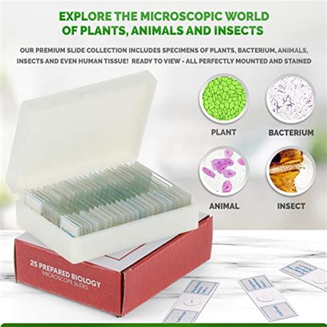 Amscope Ps25p Prepared Microscope Slide Set For Basic Biological Science Education 25 Slides