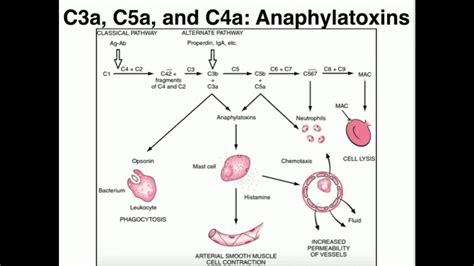 Complement Anaphylatoxins C5a C3a C4a Youtube