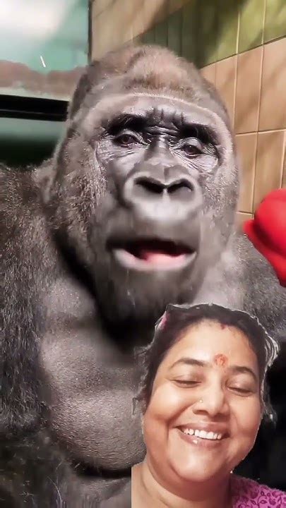 Silver Back To Everyone Favourite Silverback Gorilla Silverback Asmr Mukbang Youtube