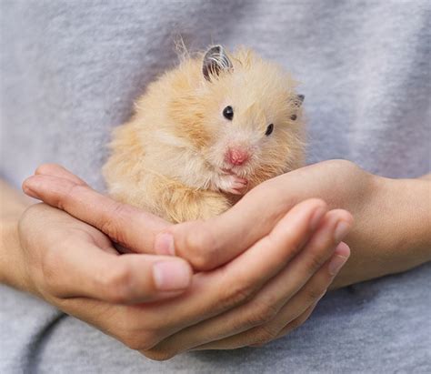 Largest Hamster Species Ovfrq
