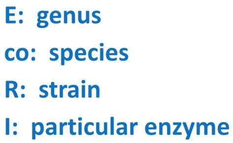 Restriction Enzymes Plasmids And Bacterial Transformation Flashcards Quizlet