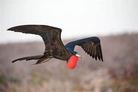 Frigate Bird Christmas Frigatebird Fregata Andrewsi Species Guide