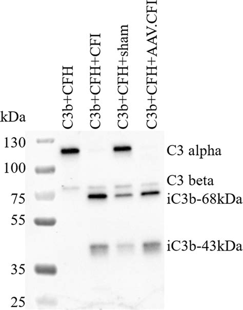Ex Vivo Demonstration Of Cfi Functional Activity By A Cofactor Assay