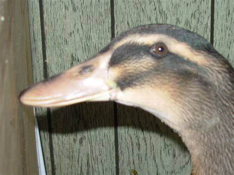 Rouen Duck Gender Help Backyard Chickens Learn How To Raise Chickens