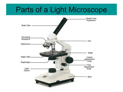 Light Microscope Guide Parts Focusing And Calculations