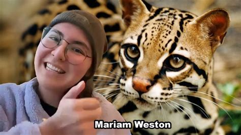 Margay Facts Big Cat Rescue Wild Cats In The Wild Our Mission