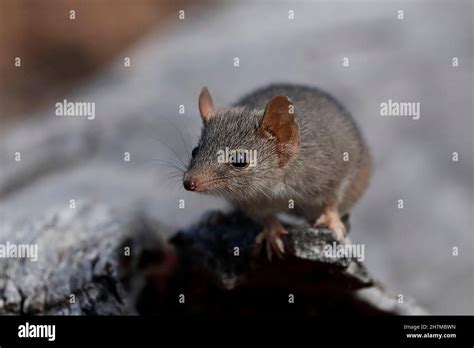 Yellow Footed Antechinus Antechinus Flavipes At The End Of The
