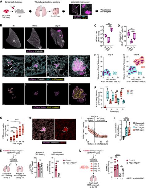 Tissue Colonizing Disseminated Tumor Cells Secrete Prostaglandin E2 To