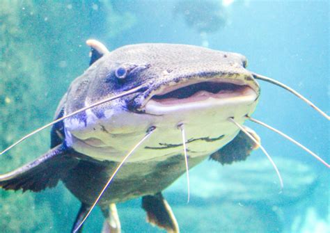 Morfologi Dan Perilaku Lele Dumbo Ketahui Dahulu Sebelum Mulai