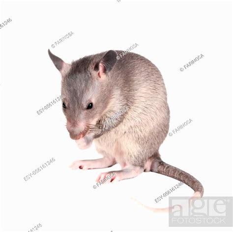 Gambian Pouched Rat Cub Cricetomys Gambianus Isolated On White Background Stock Photo